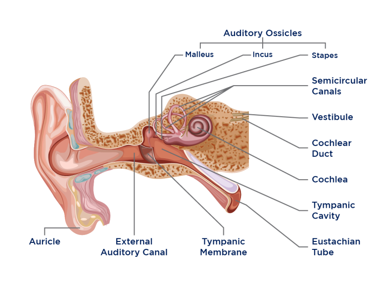 Mike O'Callaghan Military Medical Center - ENT